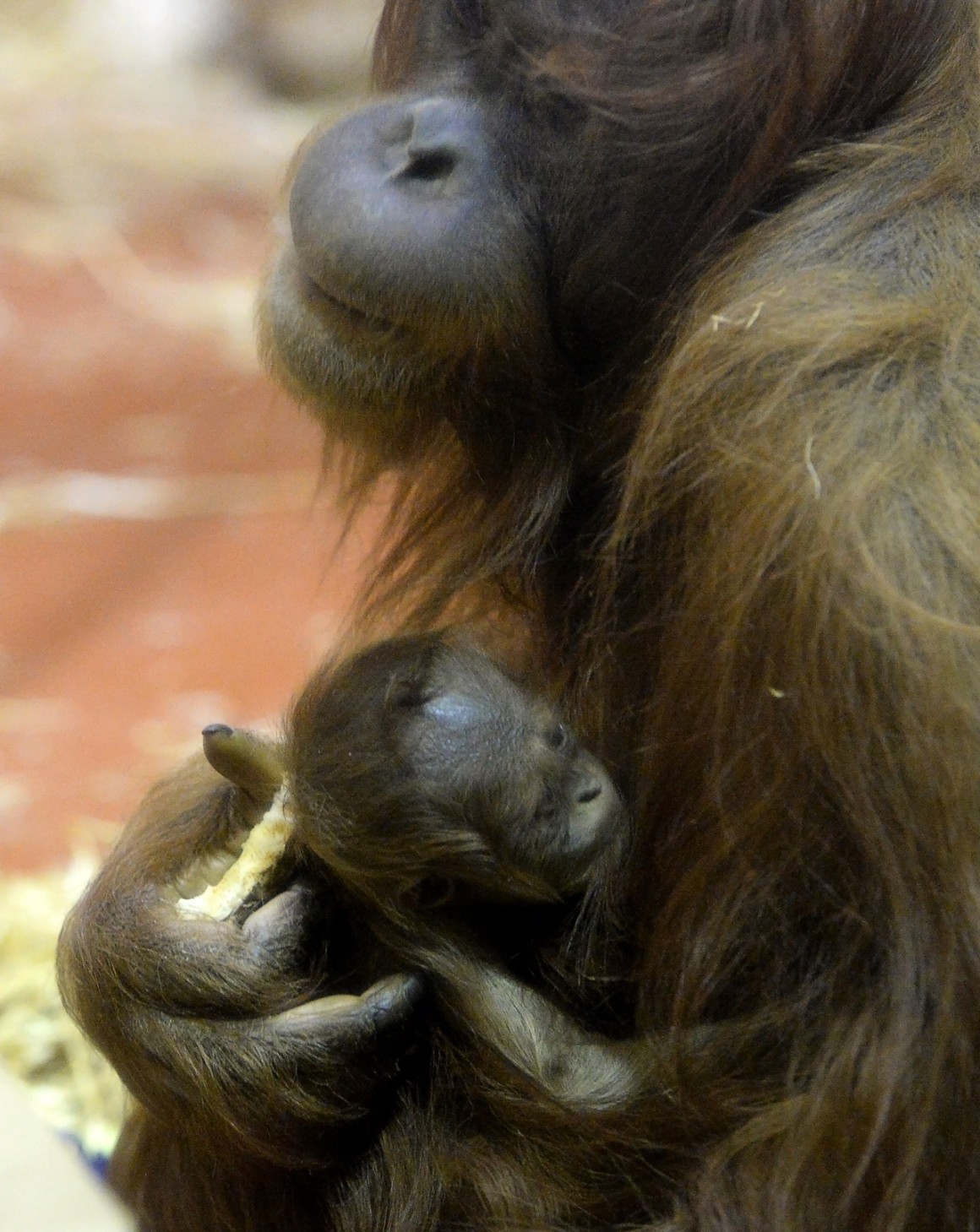 Lefotózták az egy hete született orangutánbébit